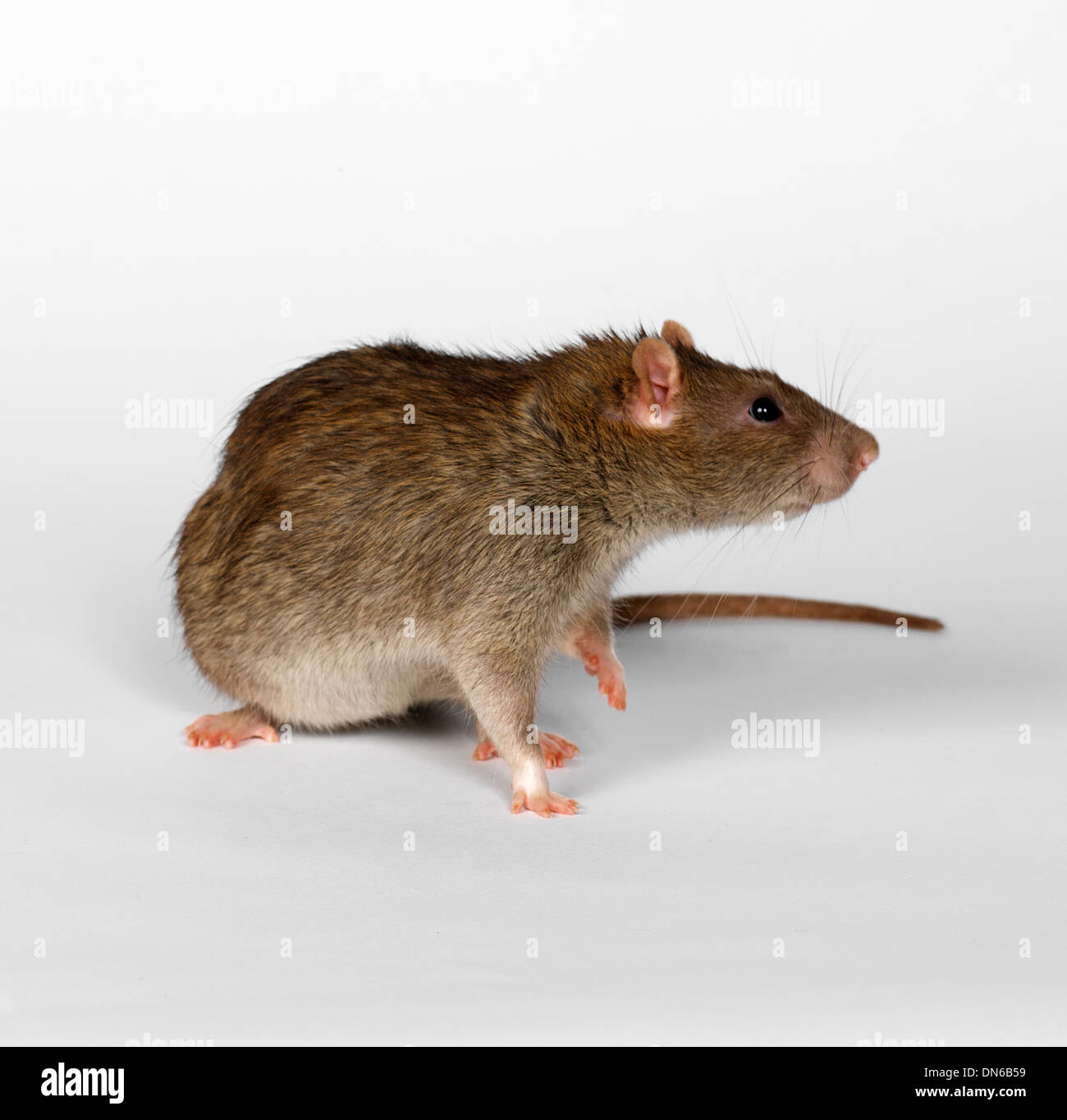 Rat rodent hi-res stock photography and images - Alamy