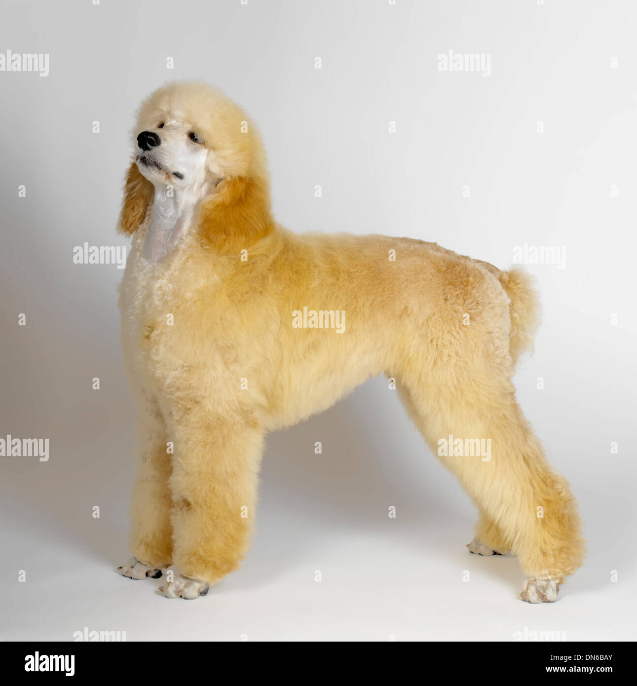 Cream poodle hi-res stock photography and images - Alamy
