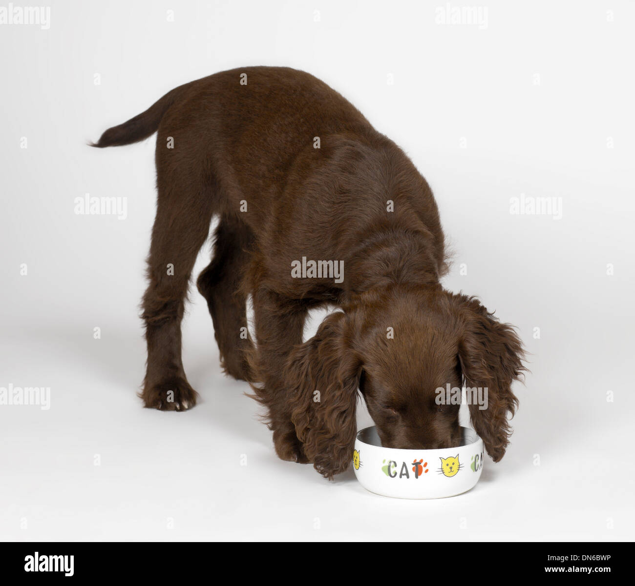 Dog feeding spaniel hi-res stock photography and images - Alamy