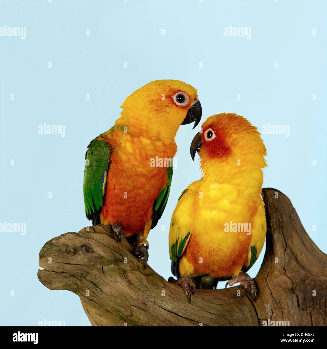 Sun Conure Birds Stock Photo - Alamy