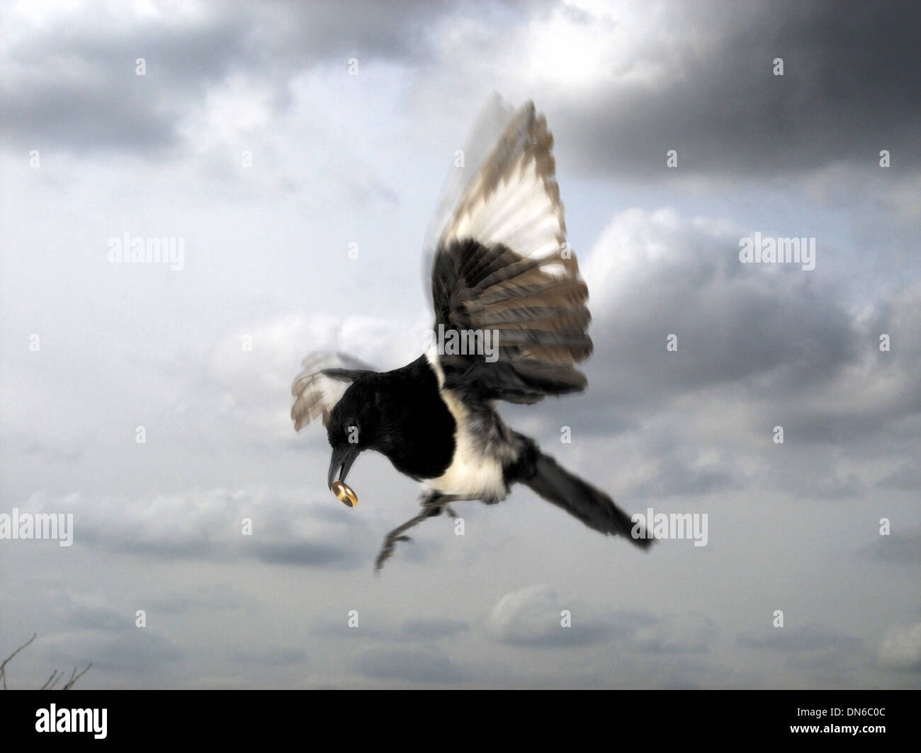 Thieving magpie hi-res stock photography and images - Alamy