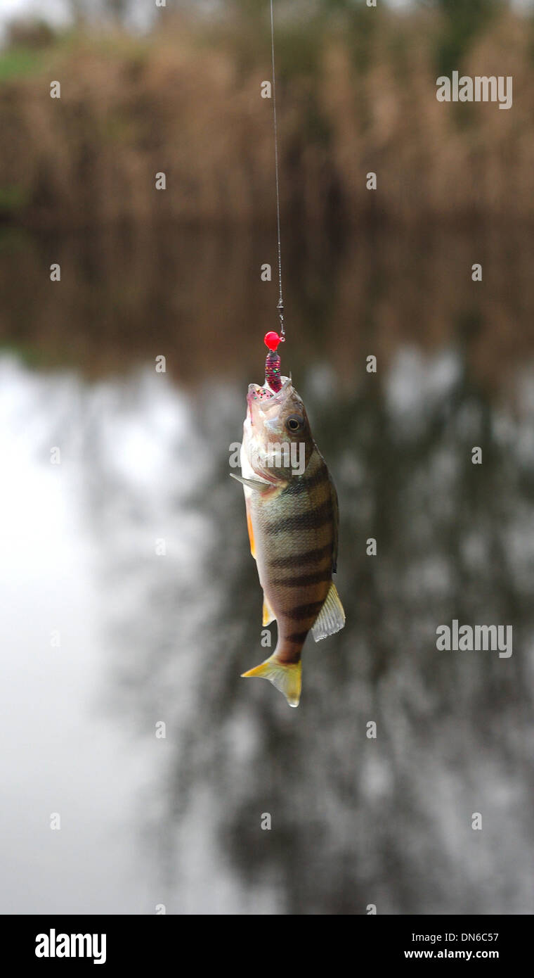 the perch on fishing-rod on background of water Stock Photo - Alamy