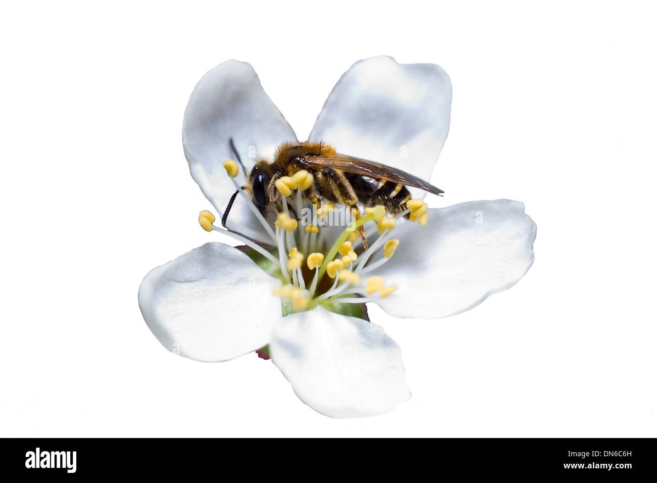 Insect and nectar Cut Out Stock Images & Pictures - Alamy