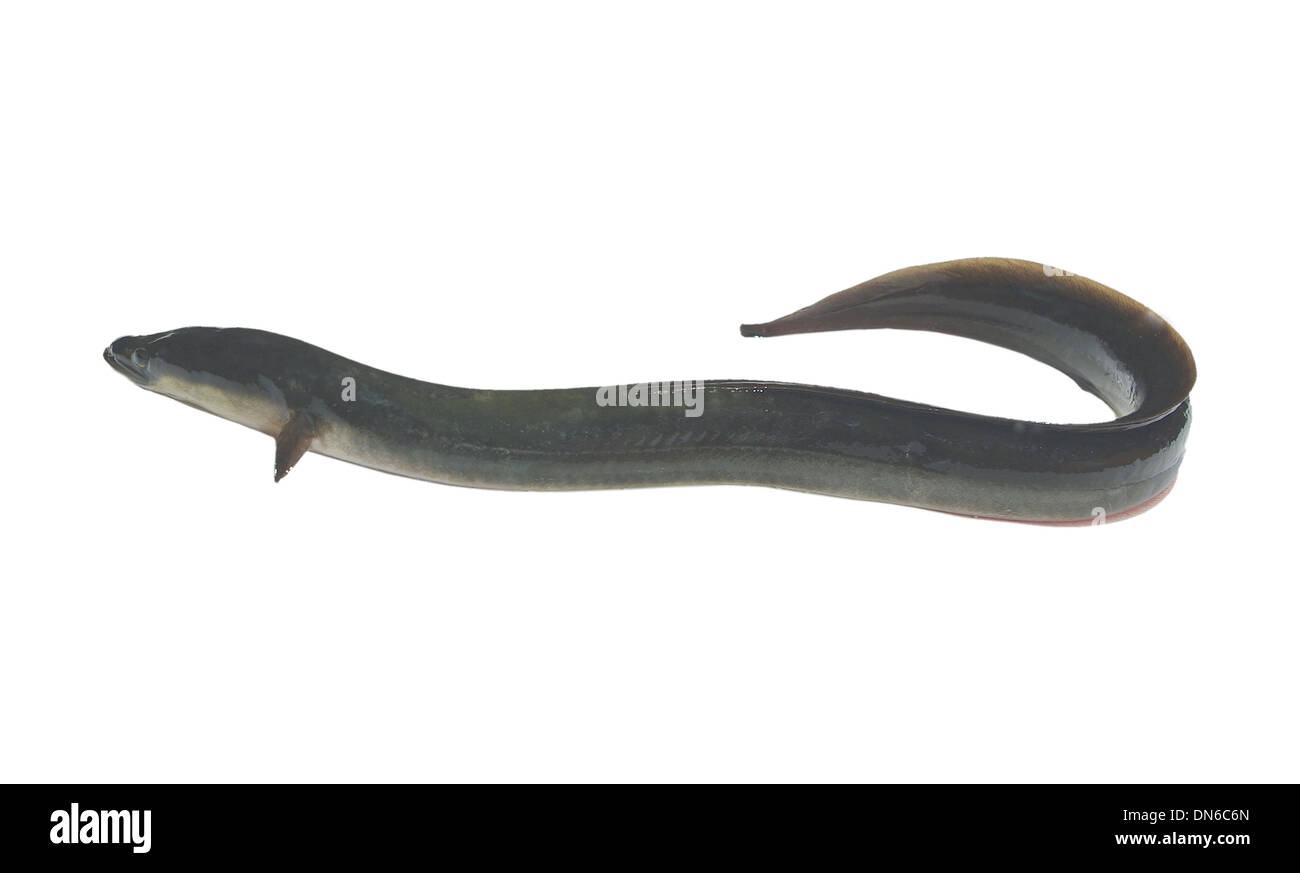 long eel on white background Stock Photo - Alamy