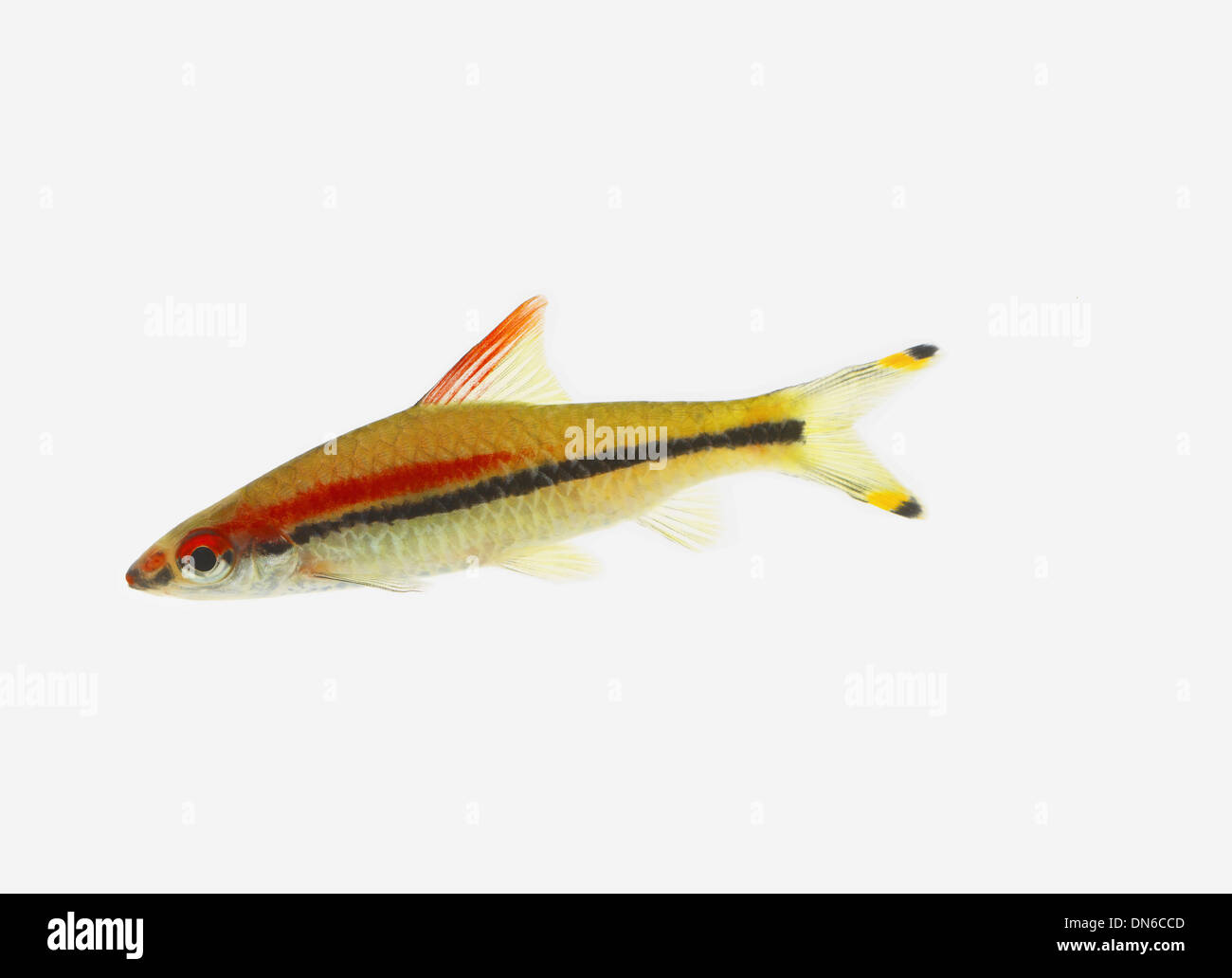 Red Line Torpedo Fish Stock Photo - Alamy