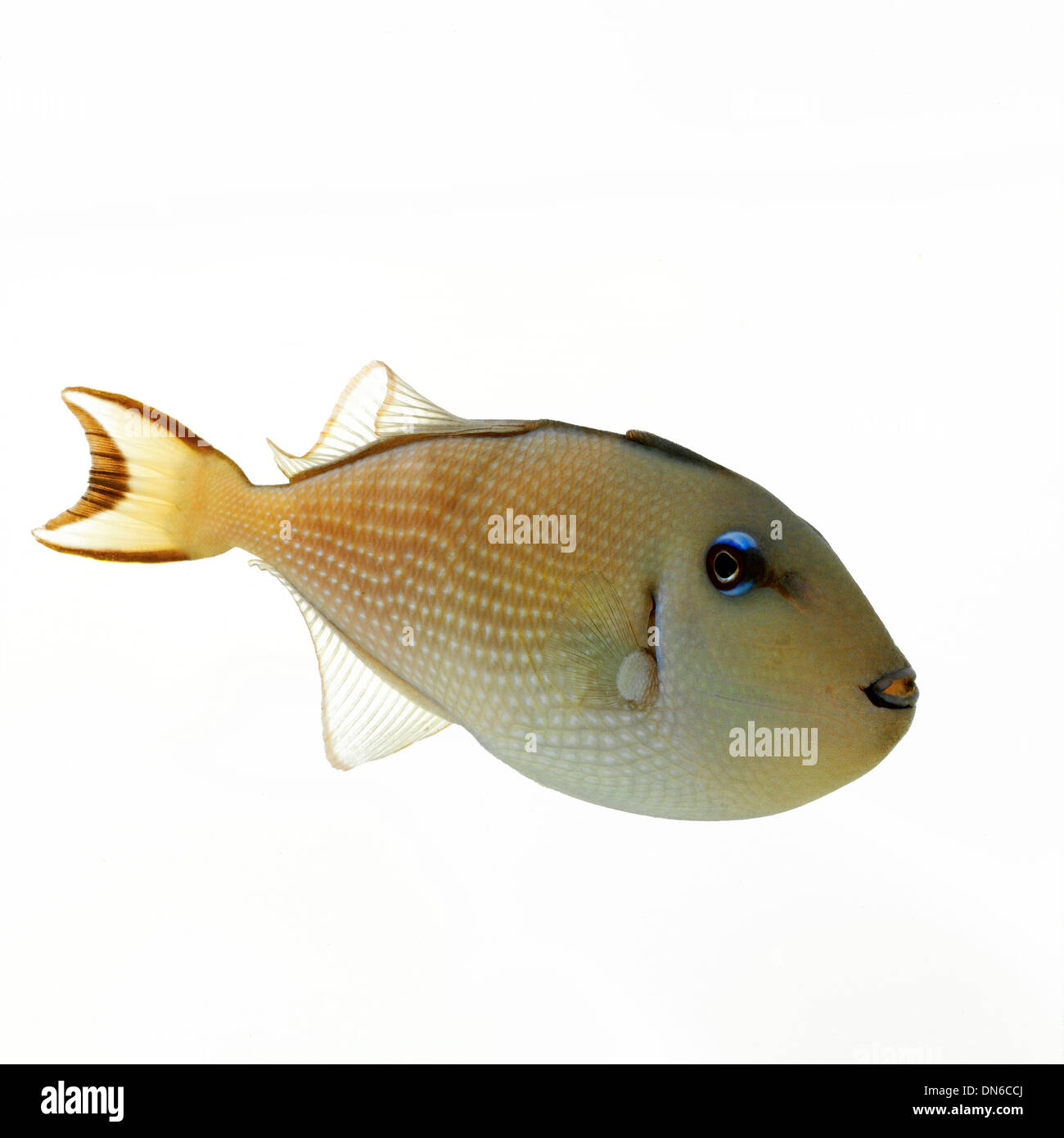 Trigger fish hi-res stock photography and images - Alamy