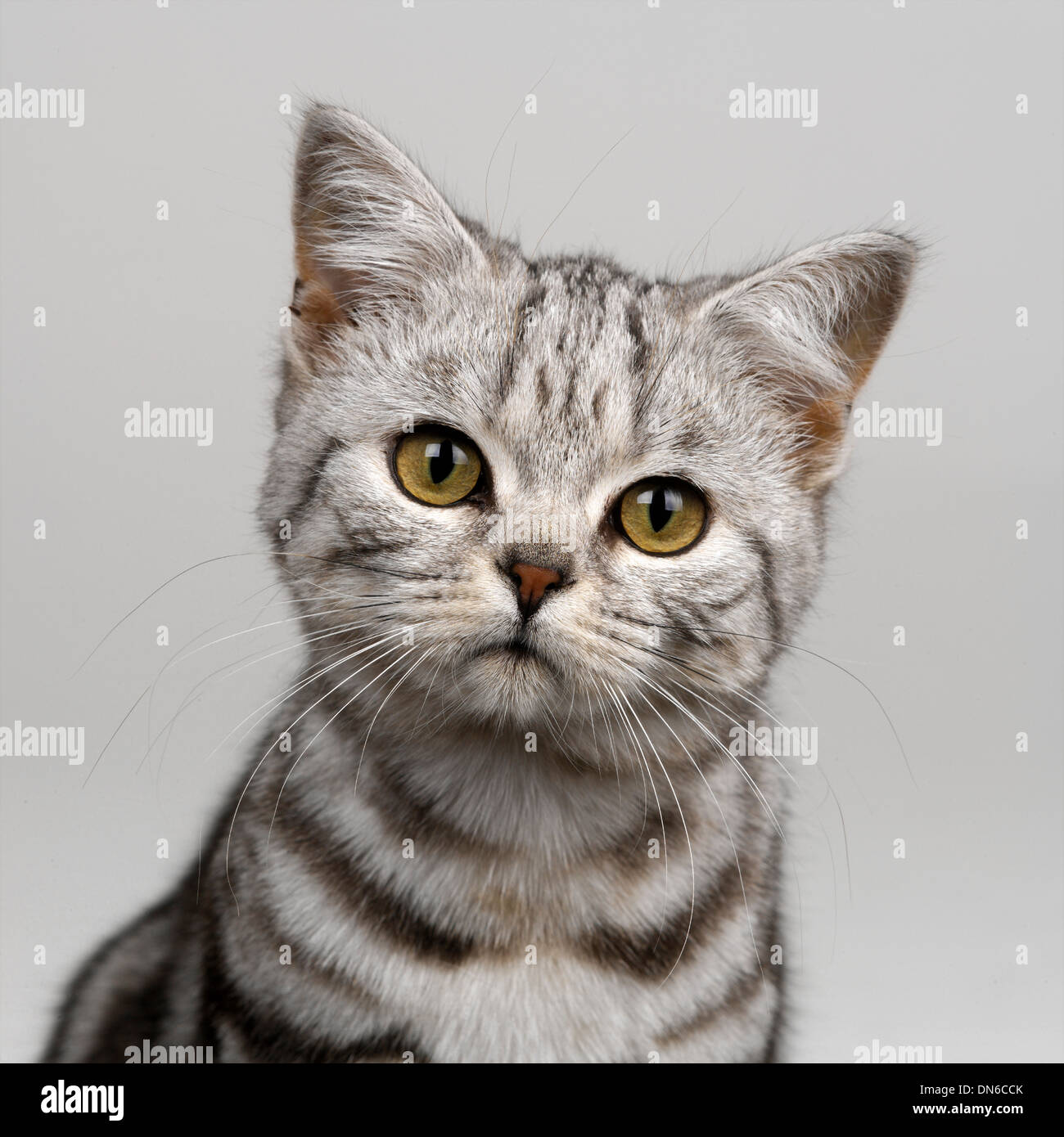 Silver tabby cat hi-res stock photography and images - Alamy