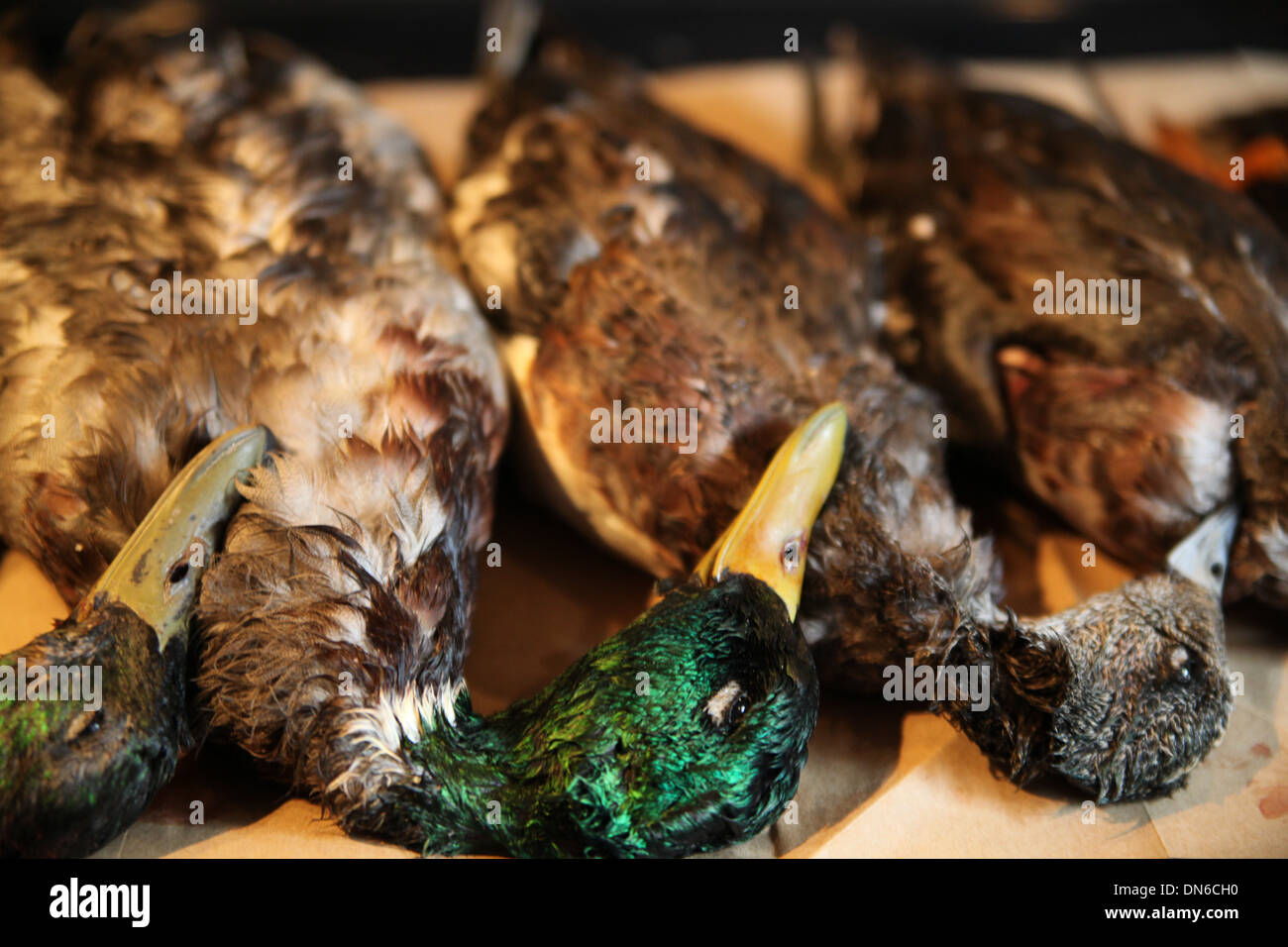 Ducks after a day of hunting Stock Photo - Alamy