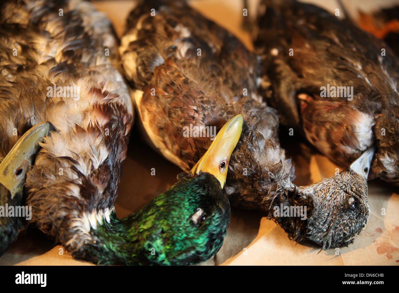 Ducks after a day of hunting Stock Photo - Alamy