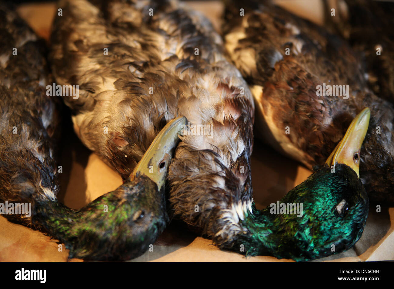 Ducks after a day of hunting Stock Photo - Alamy