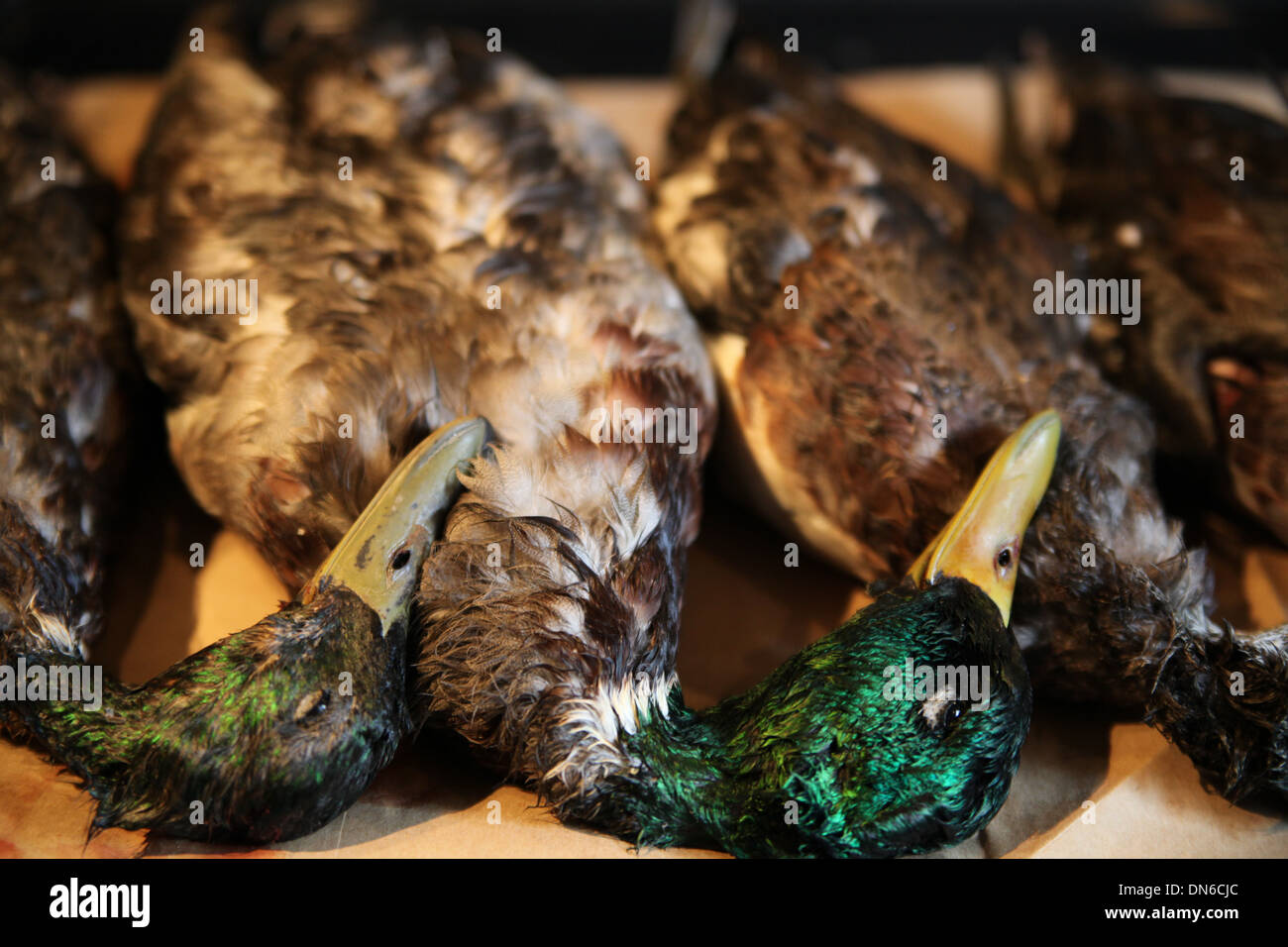 Ducks after a day of hunting Stock Photo - Alamy