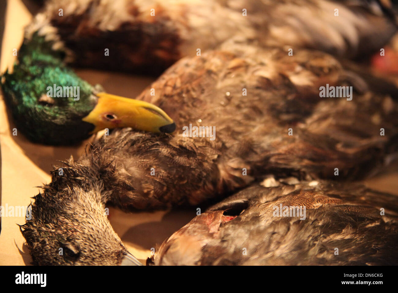 Dead ducks hi-res stock photography and images - Alamy