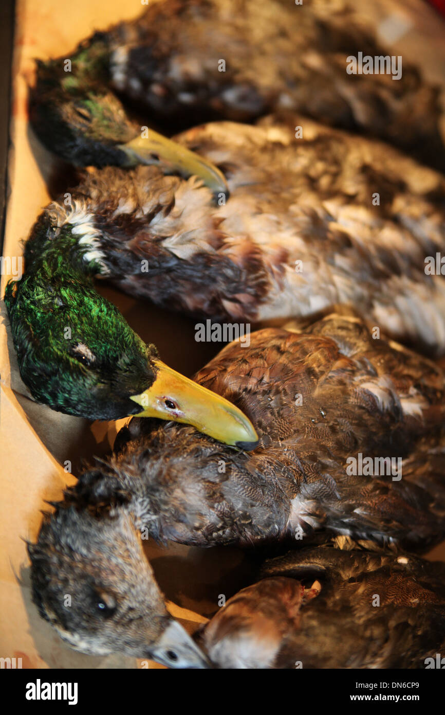 Dead mallards hi-res stock photography and images - Alamy