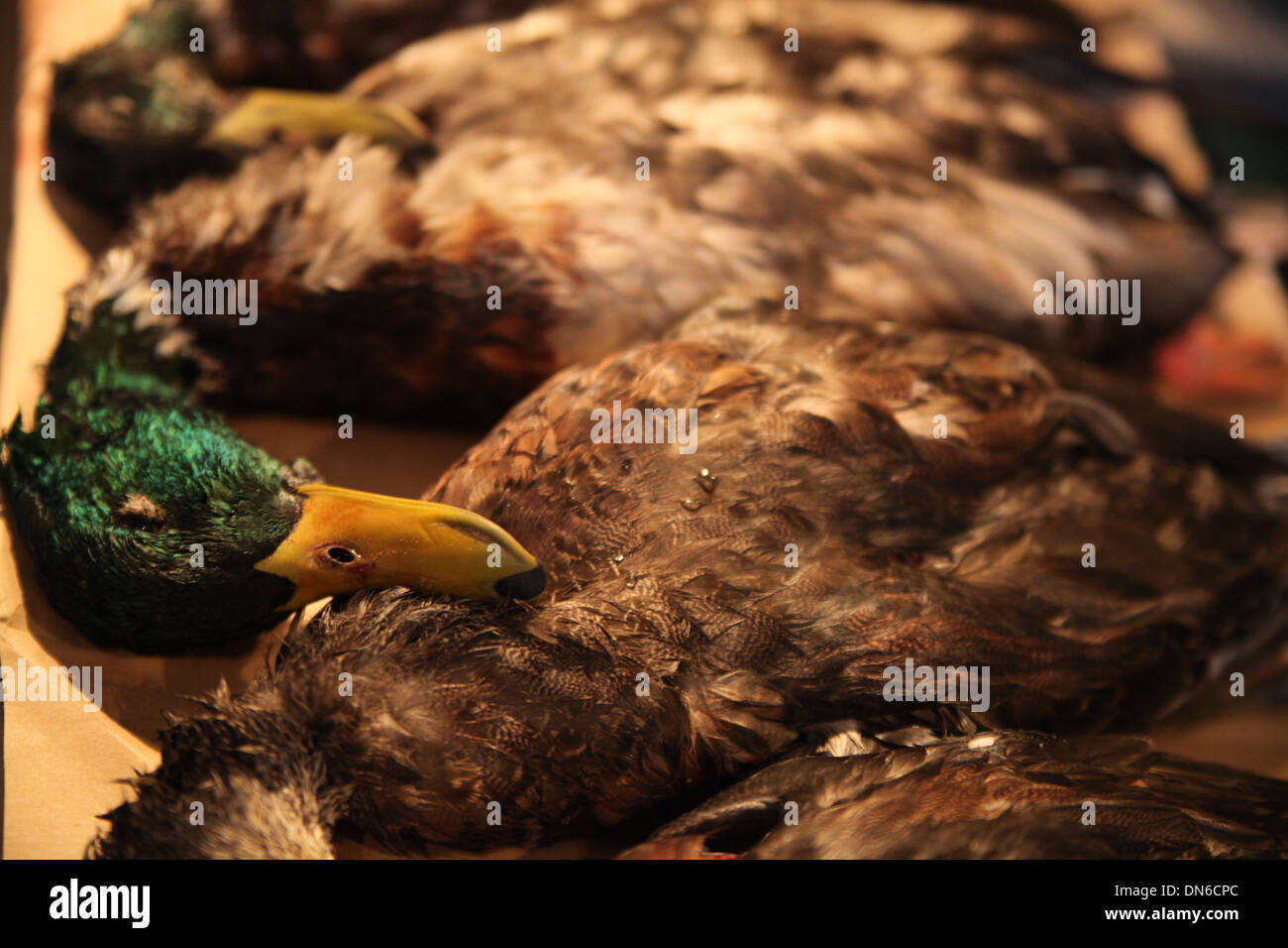 Ducks after a day of hunting Stock Photo - Alamy