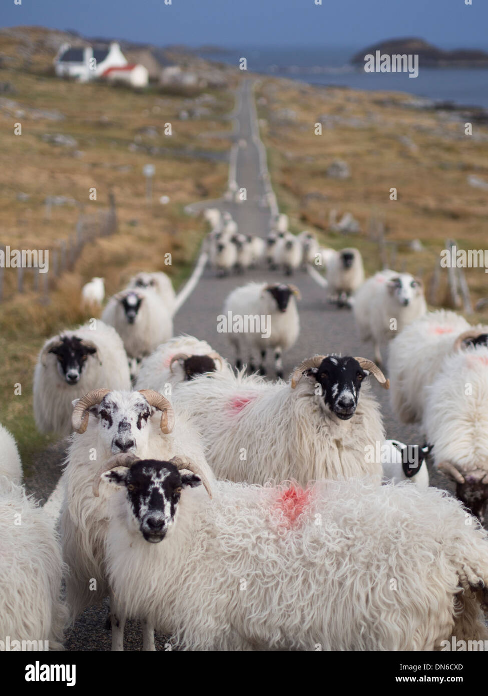Sheep, Stockinish, Isle of Harris Stock Photo - Alamy