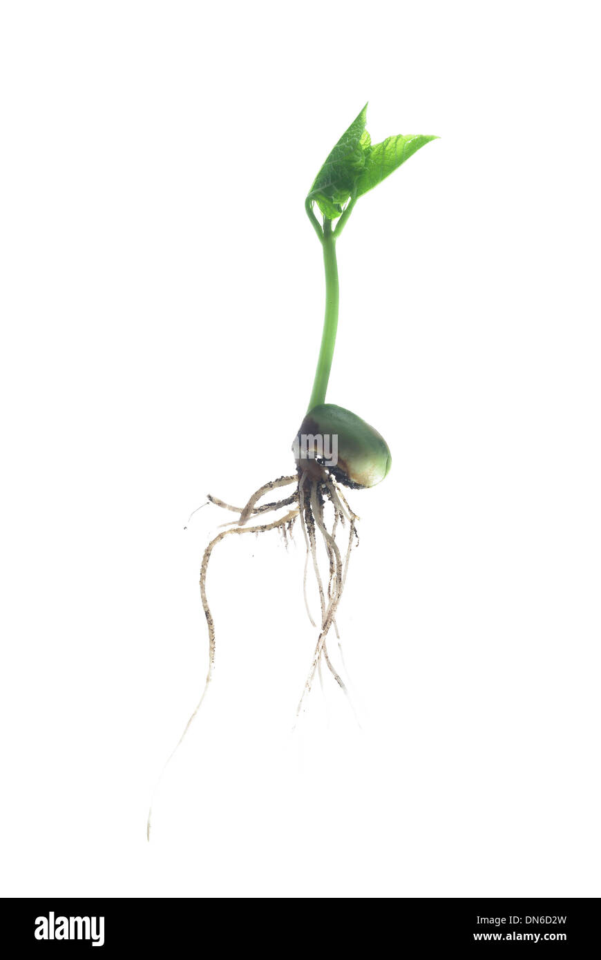 germinating bean on white background Stock Photo - Alamy