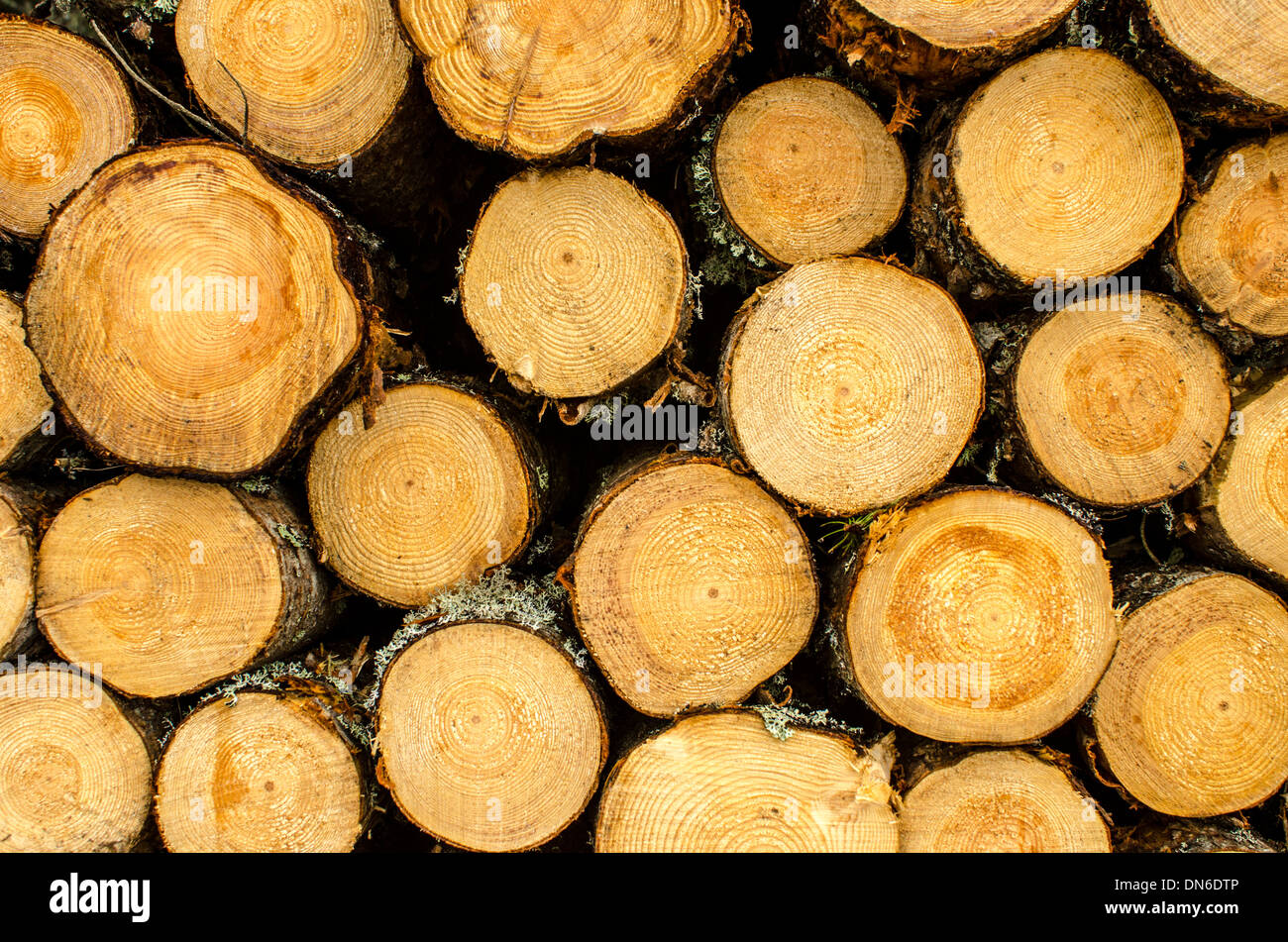 Log ends hi-res stock photography and images - Alamy