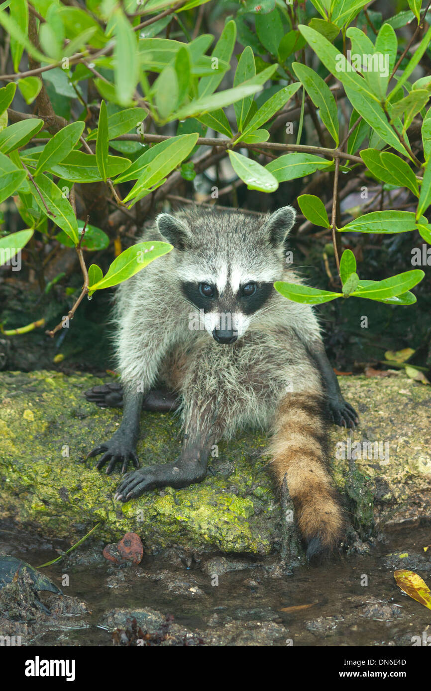 Pygmy Raccoon (Procyon pygmaeus) Critically endangered, Cozumel Island ...