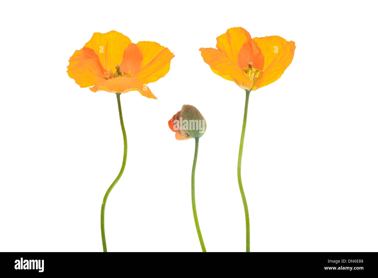 Welsh poppies in flower hi-res stock photography and images - Alamy
