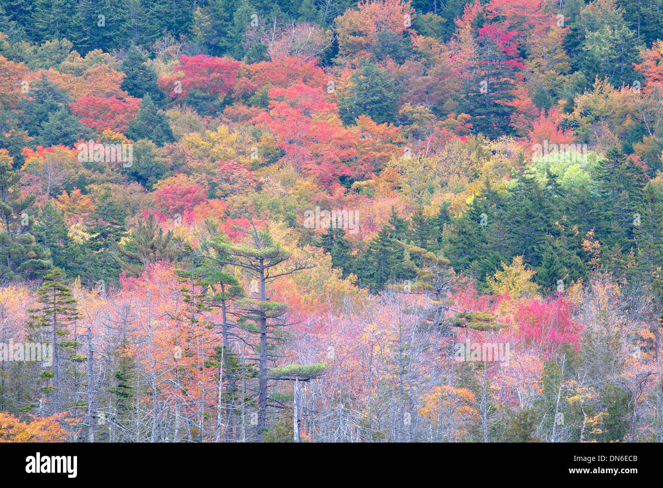 Fall Colors In Acadia National Park, Bar Harbor, Maine Stock Photo - Alamy