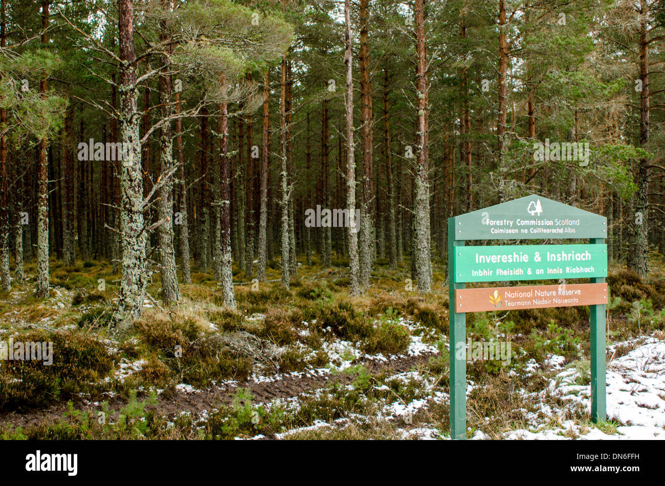 Inshriach forest hi-res stock photography and images - Alamy