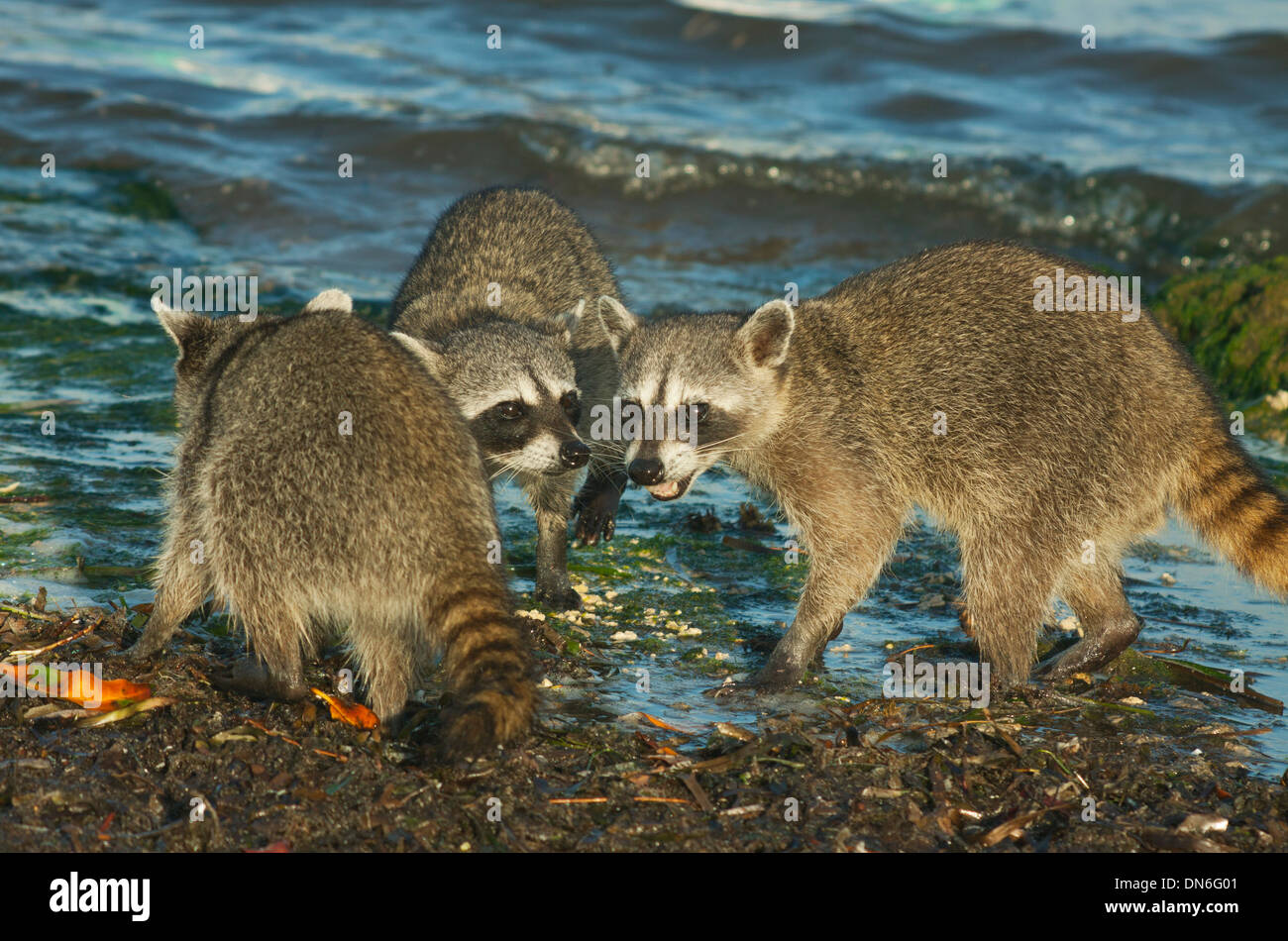 Pygmy Raccoon (Procyon pygmaeus) Critically endangered, Cozumel Island ...