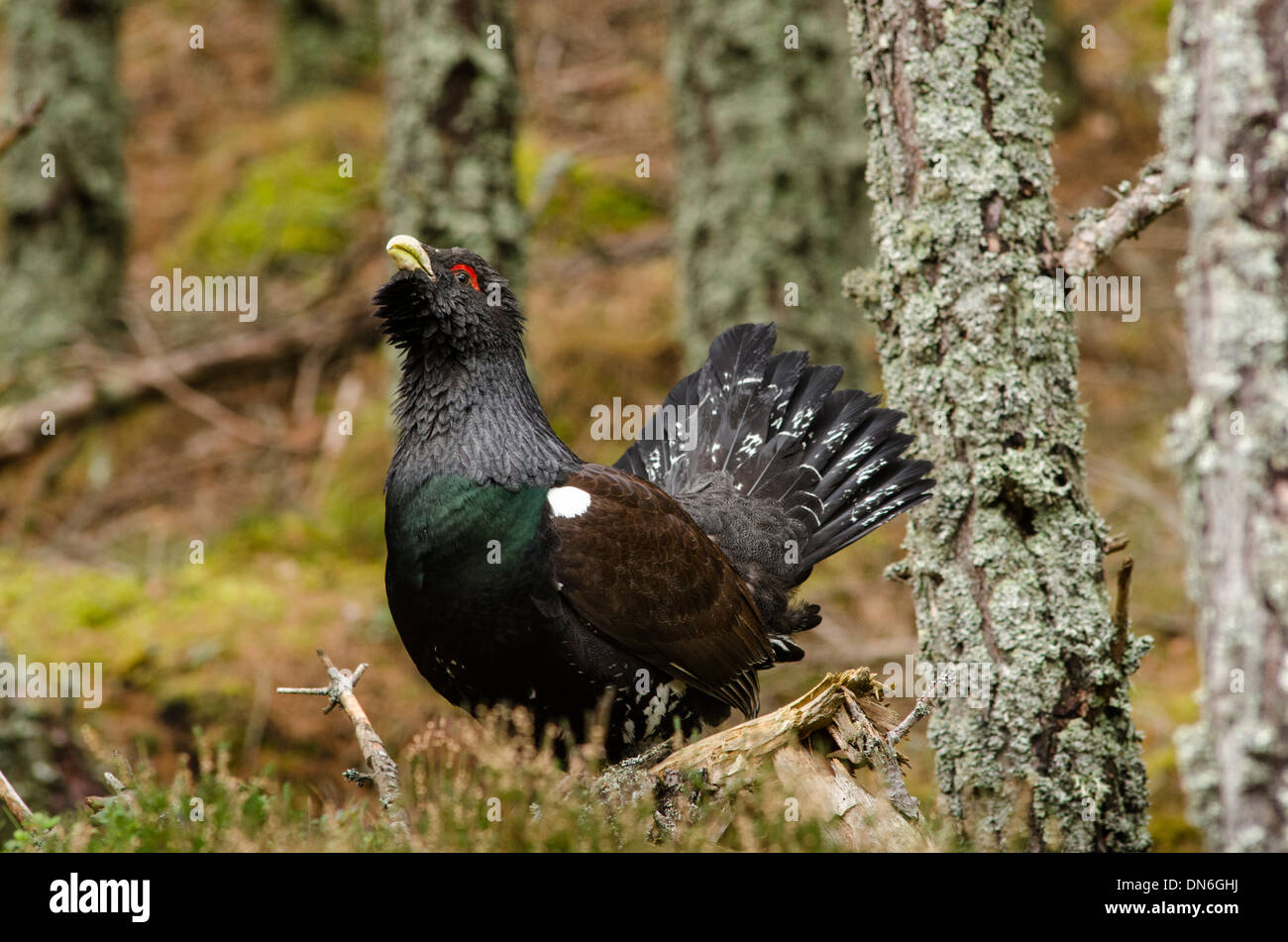 Male Bird displaying in trees in landscape Stock Photo - Alamy