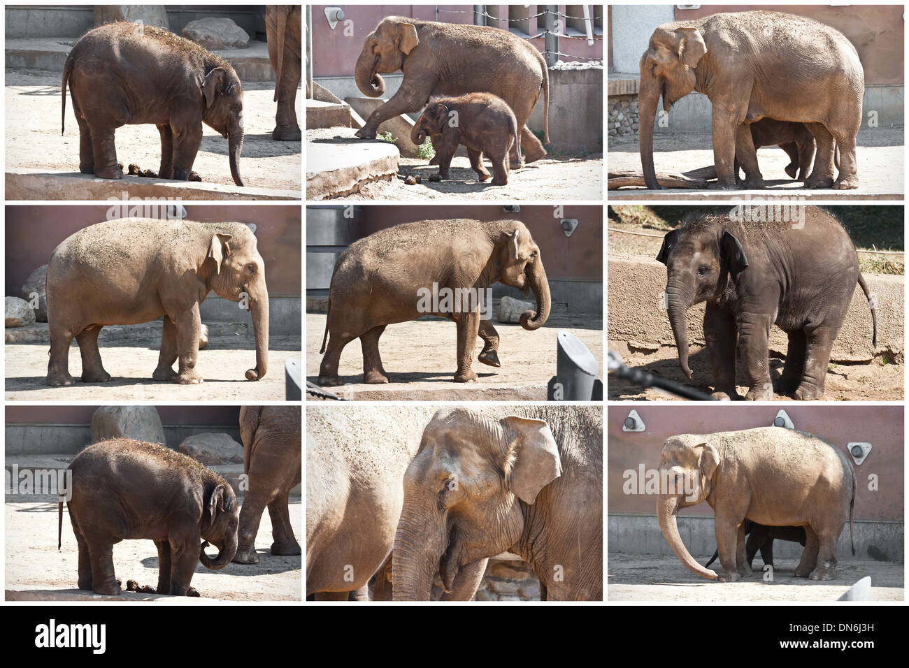 Set elephant hi-res stock photography and images - Alamy