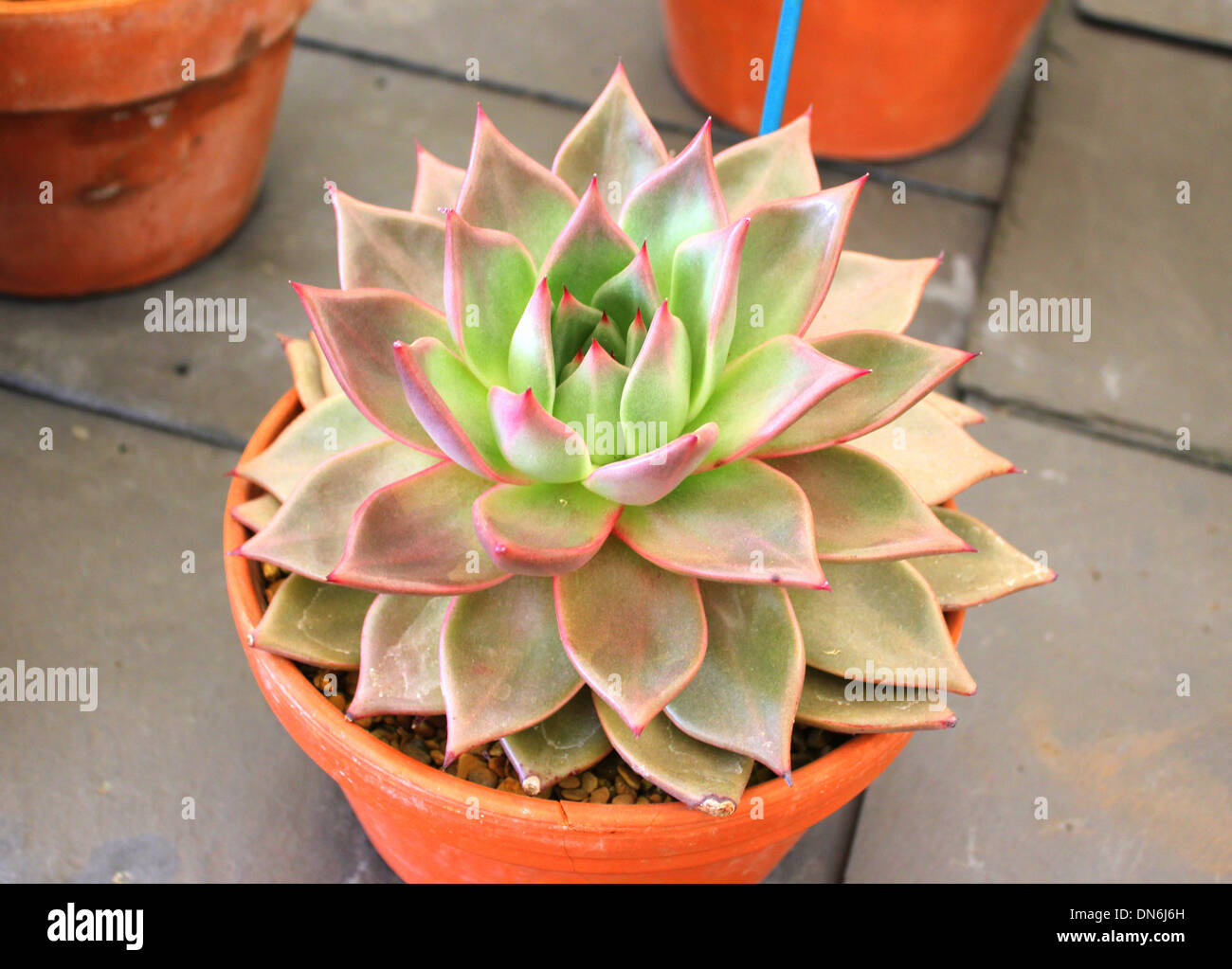 Cactus pot flower hi-res stock photography and images - Alamy