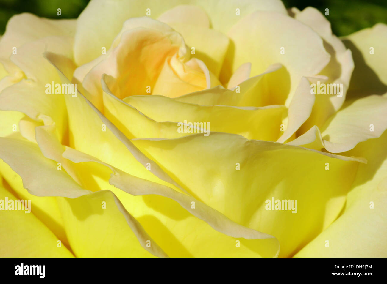 Persian rose garden hi-res stock photography and images - Alamy