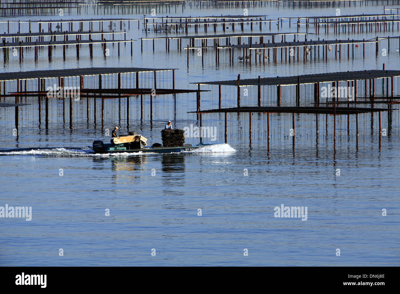 Oysters parks hi-res stock photography and images - Alamy