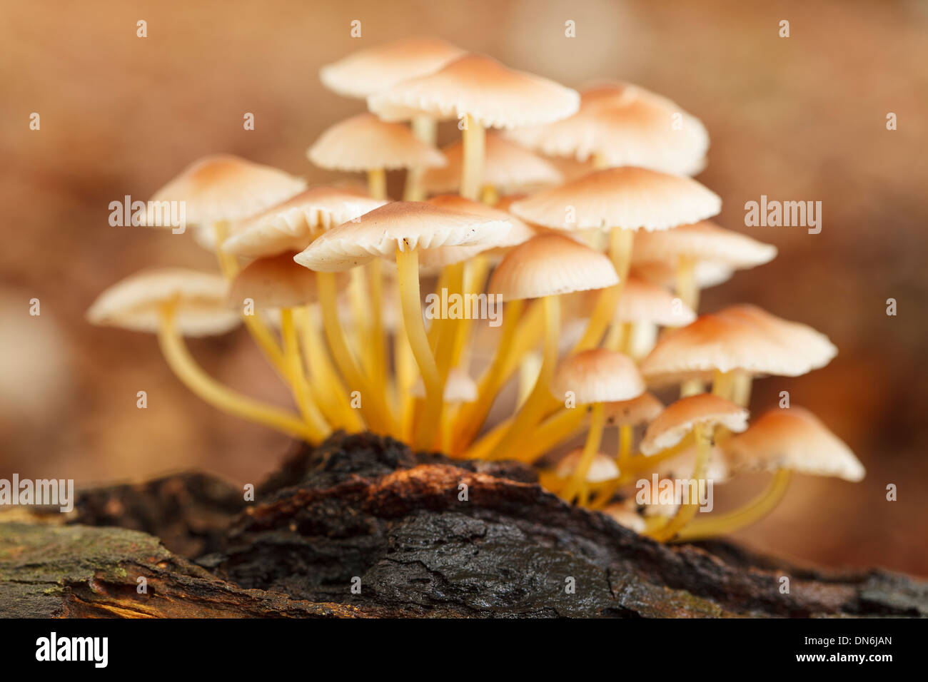 Mycena sp hi-res stock photography and images - Alamy