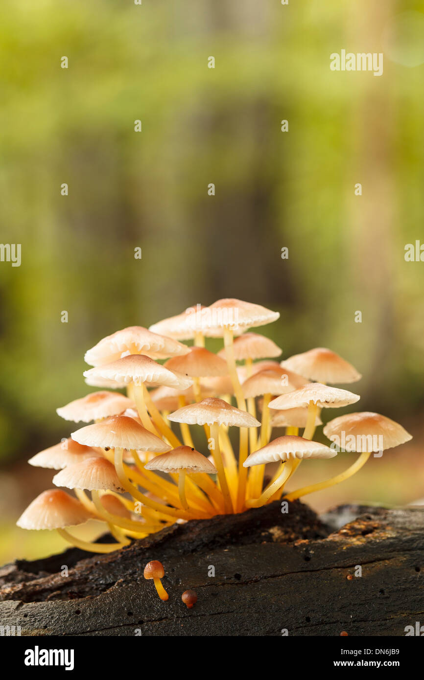 Mycena Sp High Resolution Stock Photography and Images - Alamy