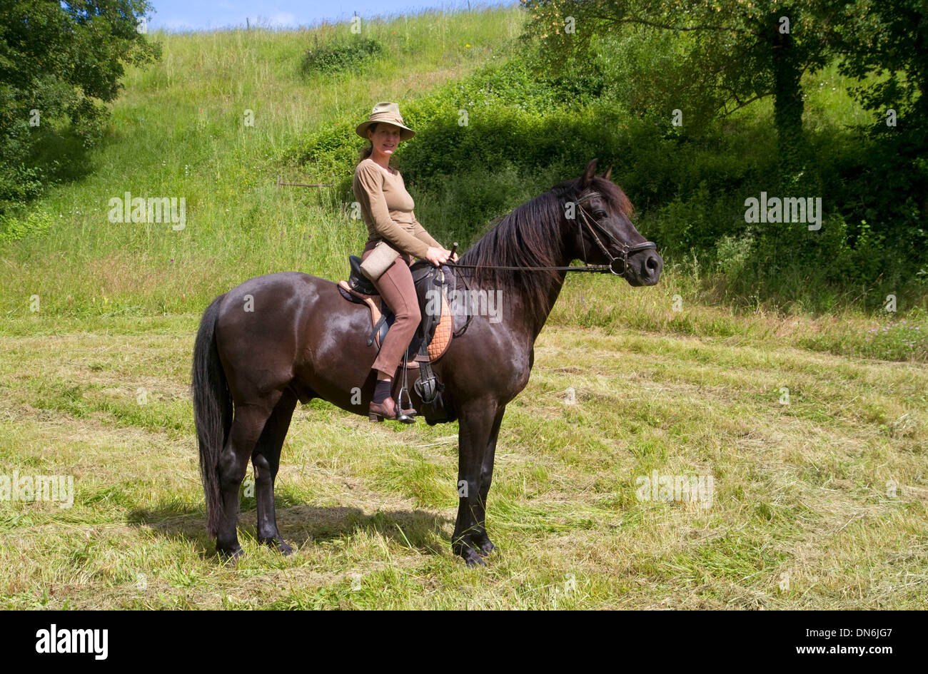 French horse hi-res stock photography and images - Alamy