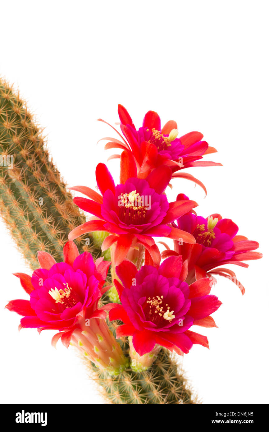 Hildewintera 'Amethyst' (= Cleistocactus 'Amethyst' Stock Photo - Alamy