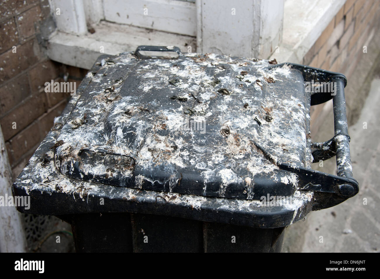 Bird Poo on Wheelie Bin Birds Seagulls Pigeons Stock Photo - Alamy