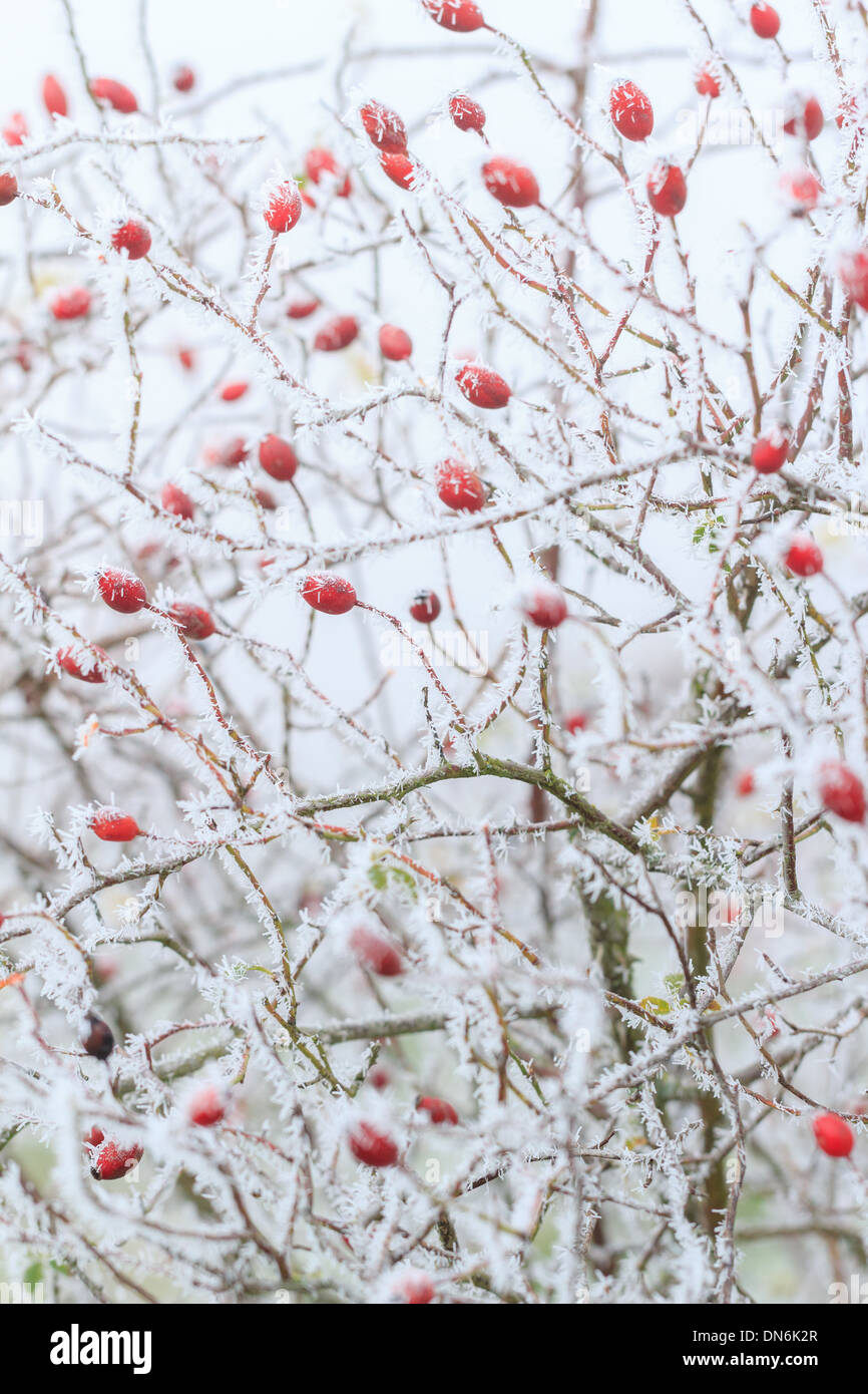 Frost on dog rose, Rosa canina // givre sur Cynorrhodons d'églantier ...