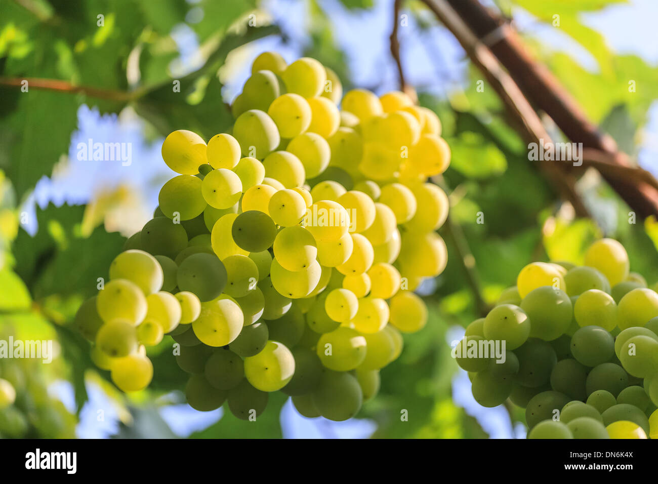 Bunch of grapes on a background of the sunny sky Stock Photo - Alamy