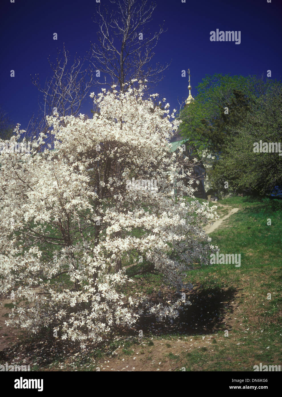 Magnolia in bloom Stock Photo - Alamy