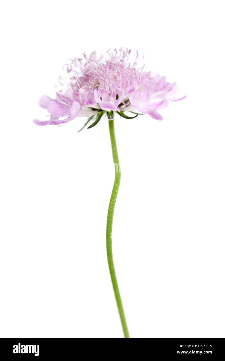 Field Scabious Flower isolated on white background Stock Photo - Alamy