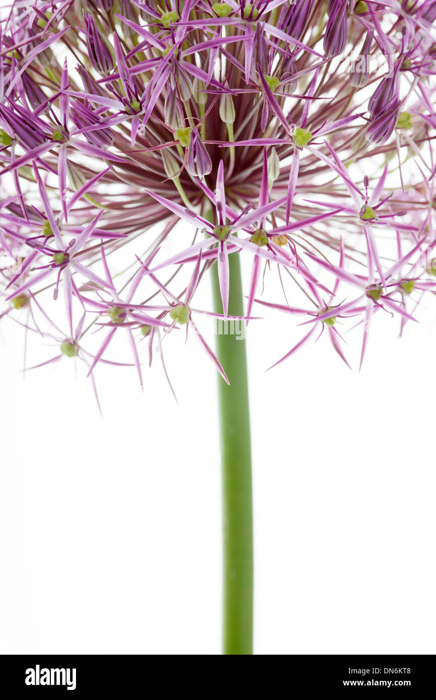 Allium christophii flower isolated against white background Stock Photo ...