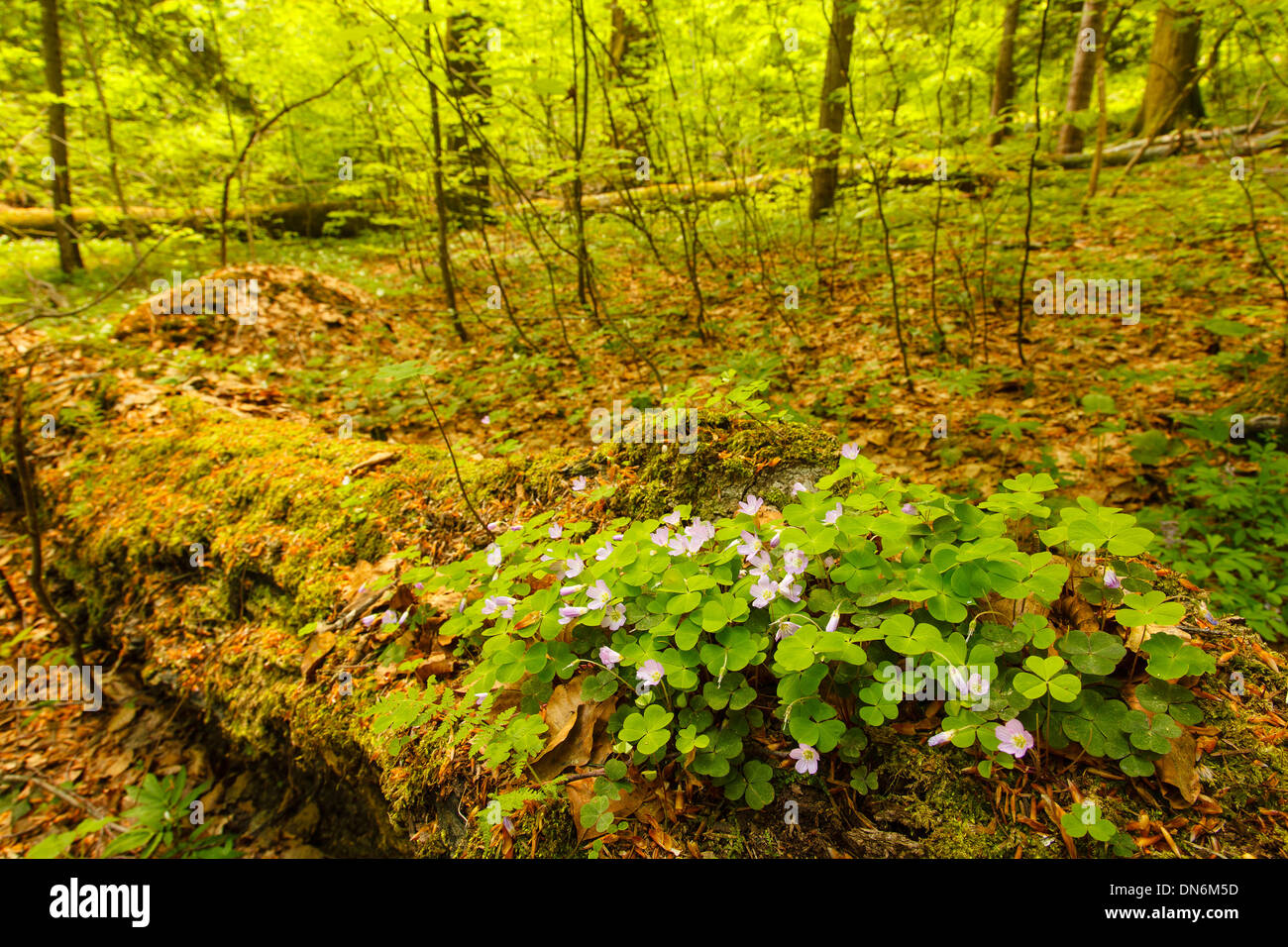 National flower of croatia hi-res stock photography and images - Alamy