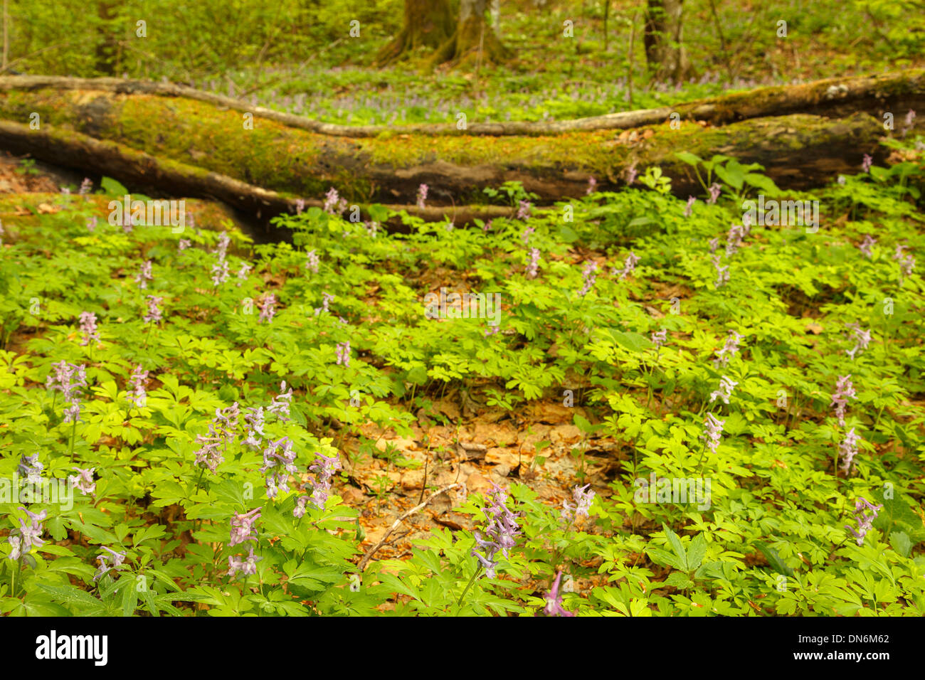 National flower of croatia hi-res stock photography and images - Alamy