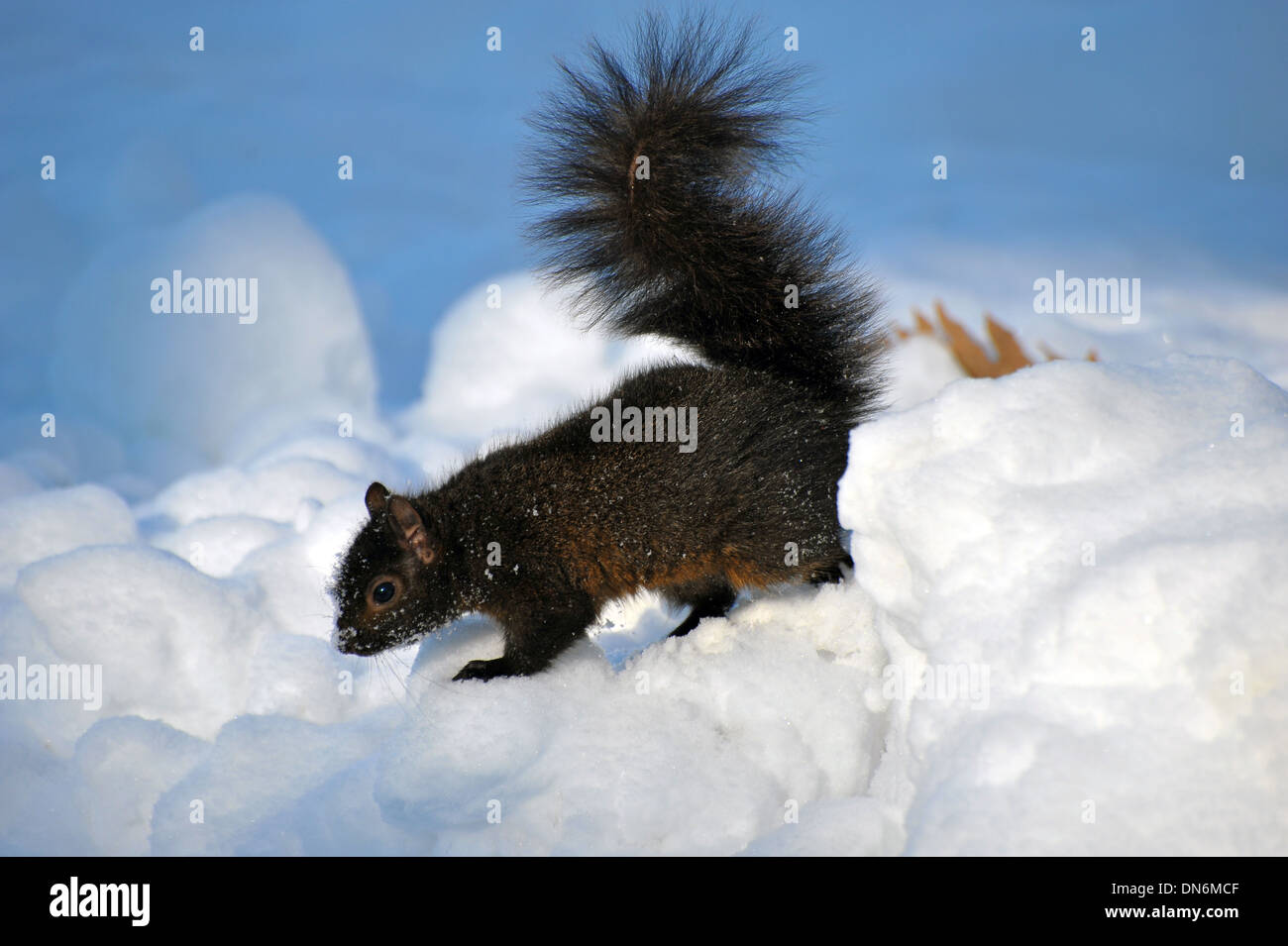 Frozen squirrel hi-res stock photography and images - Alamy
