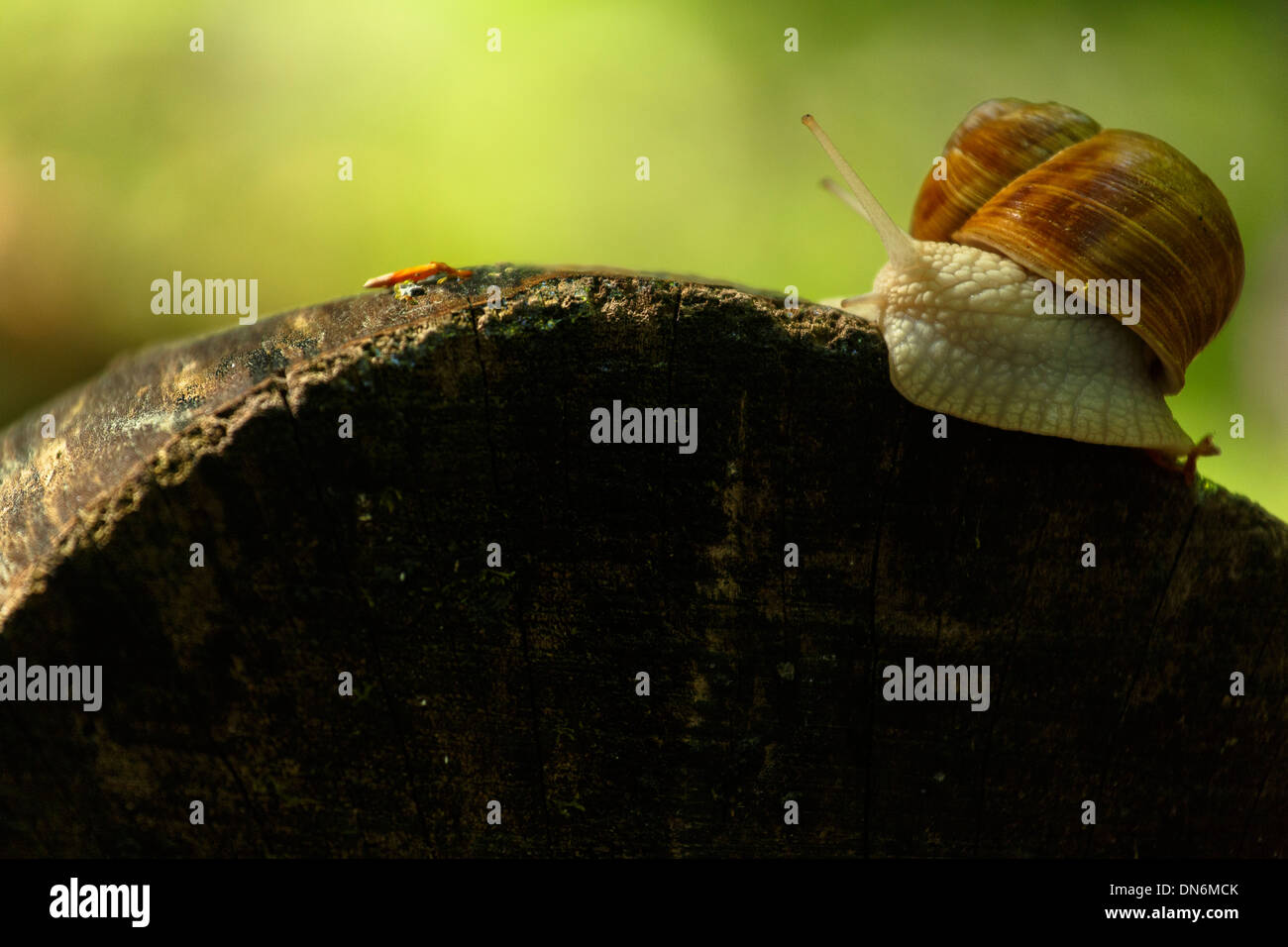 Snail log hi-res stock photography and images - Alamy