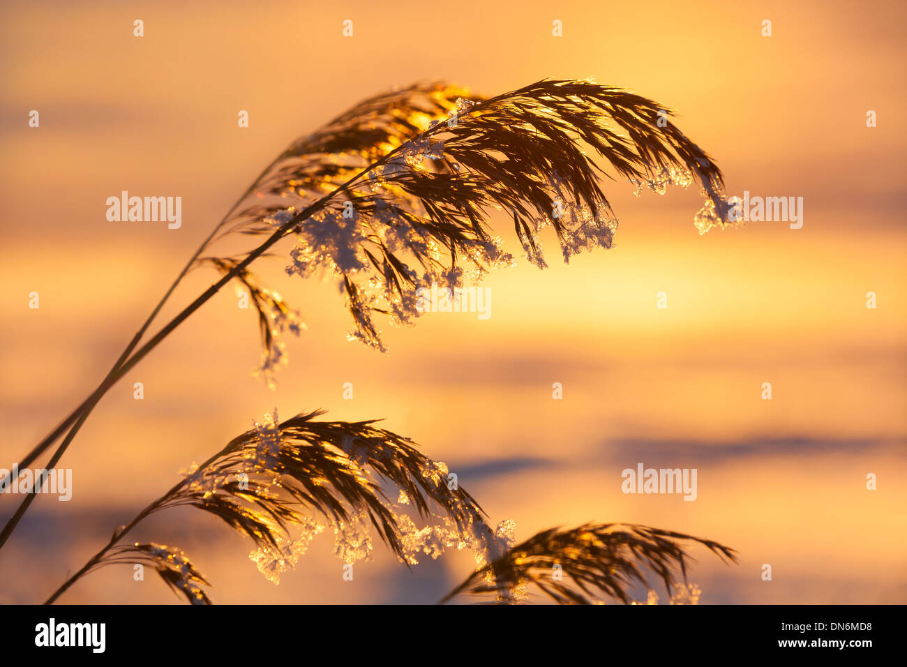 Midwinter sunset hi-res stock photography and images - Alamy