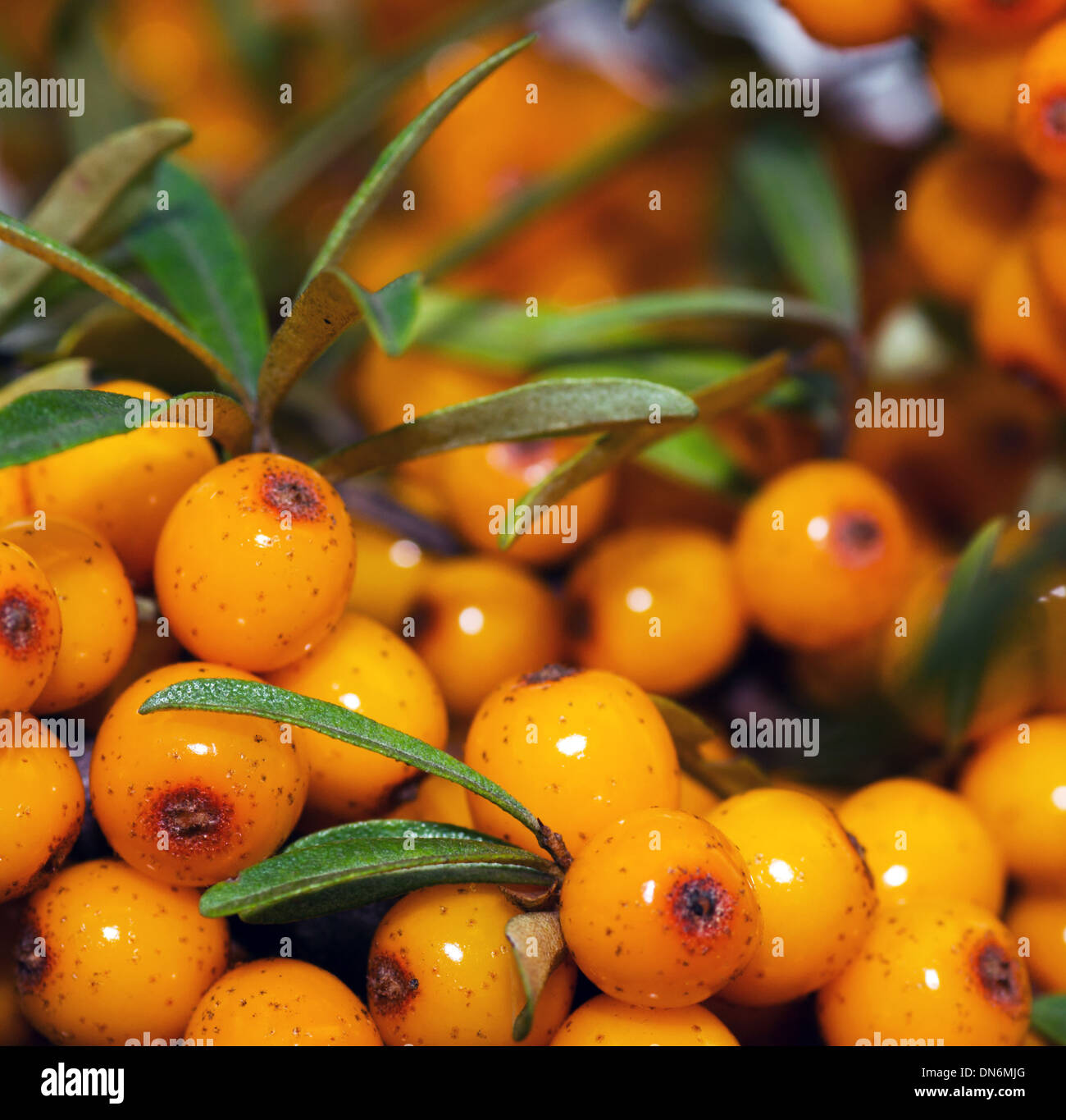 sea buckthorn berries (Hippophae rhamnoides) close texture Stock Photo ...