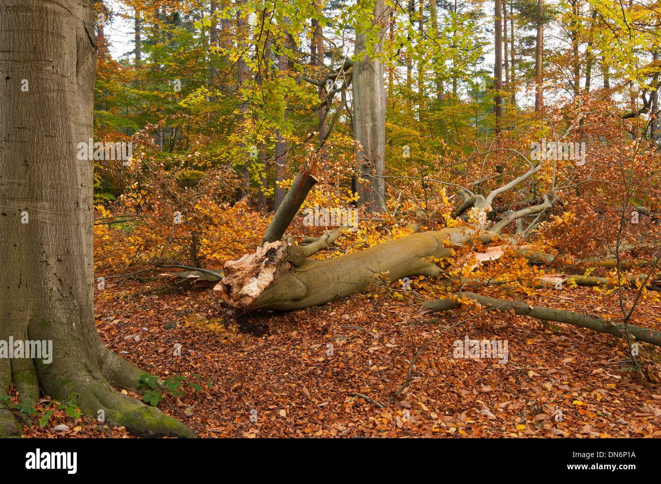 Beech Tree Fagus Sylvatica Surrey High Resolution Stock Photography and ...