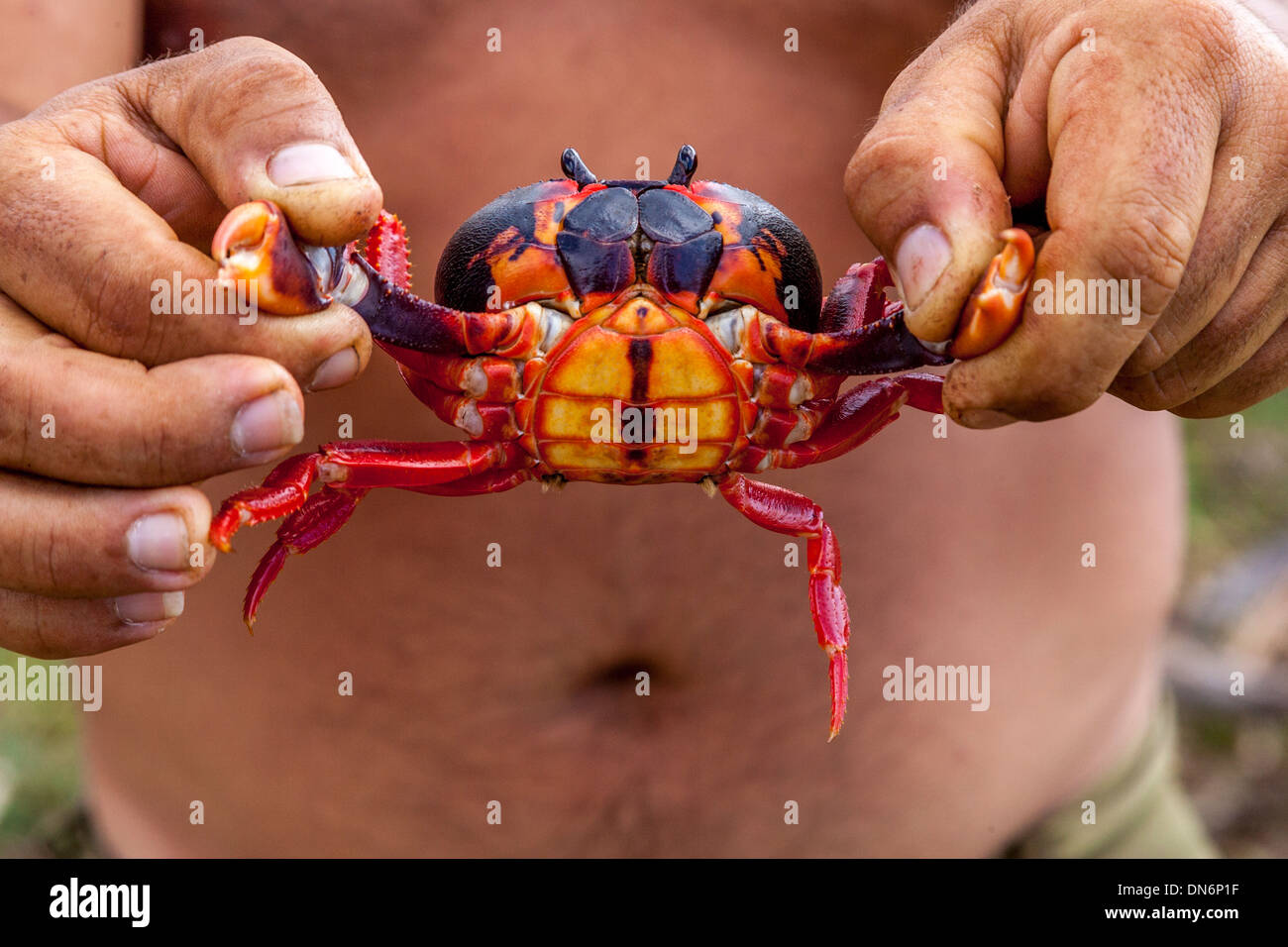Cuban Man Holding A Land Crab, Trinidad, Cuba Stock Photo - Alamy