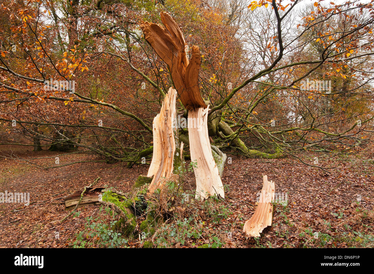 Storm damaged Beech Tree due to high wind at The New Forest Hampshire ...